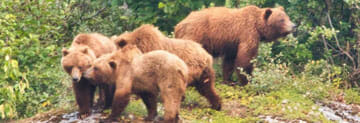 Gustavus Alaska Visitors’ Association | Gustavus Visitor Association