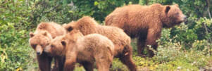 Gustavus Alaska Visitors’ Association | Gustavus Visitor Association