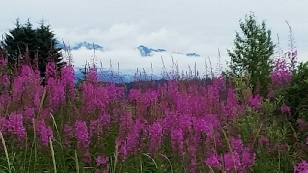 Glacier Bay and Scenery Gallery | Gustavus Visitor Association